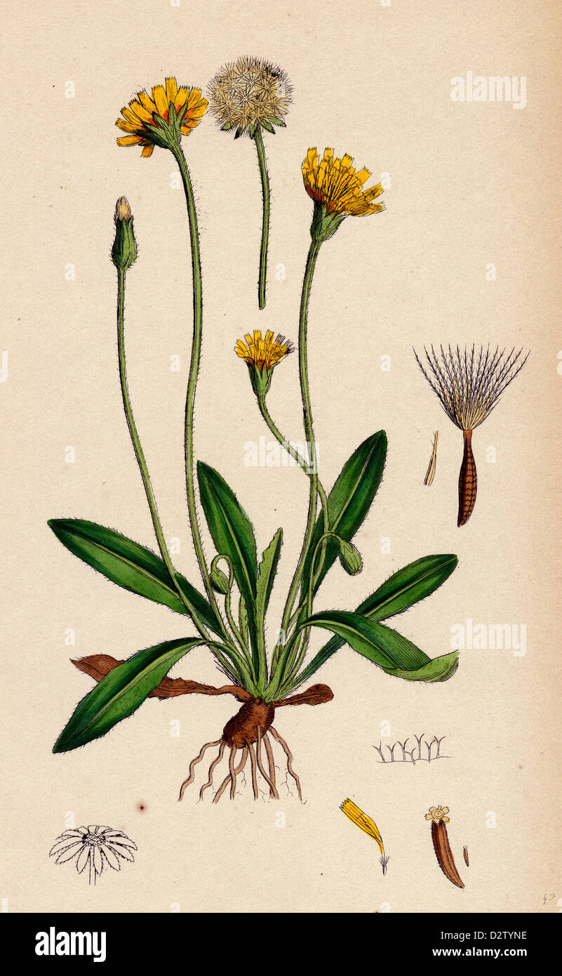 Leontodon hirtus Hairy Hawk-bit Stock Photo - Alamy