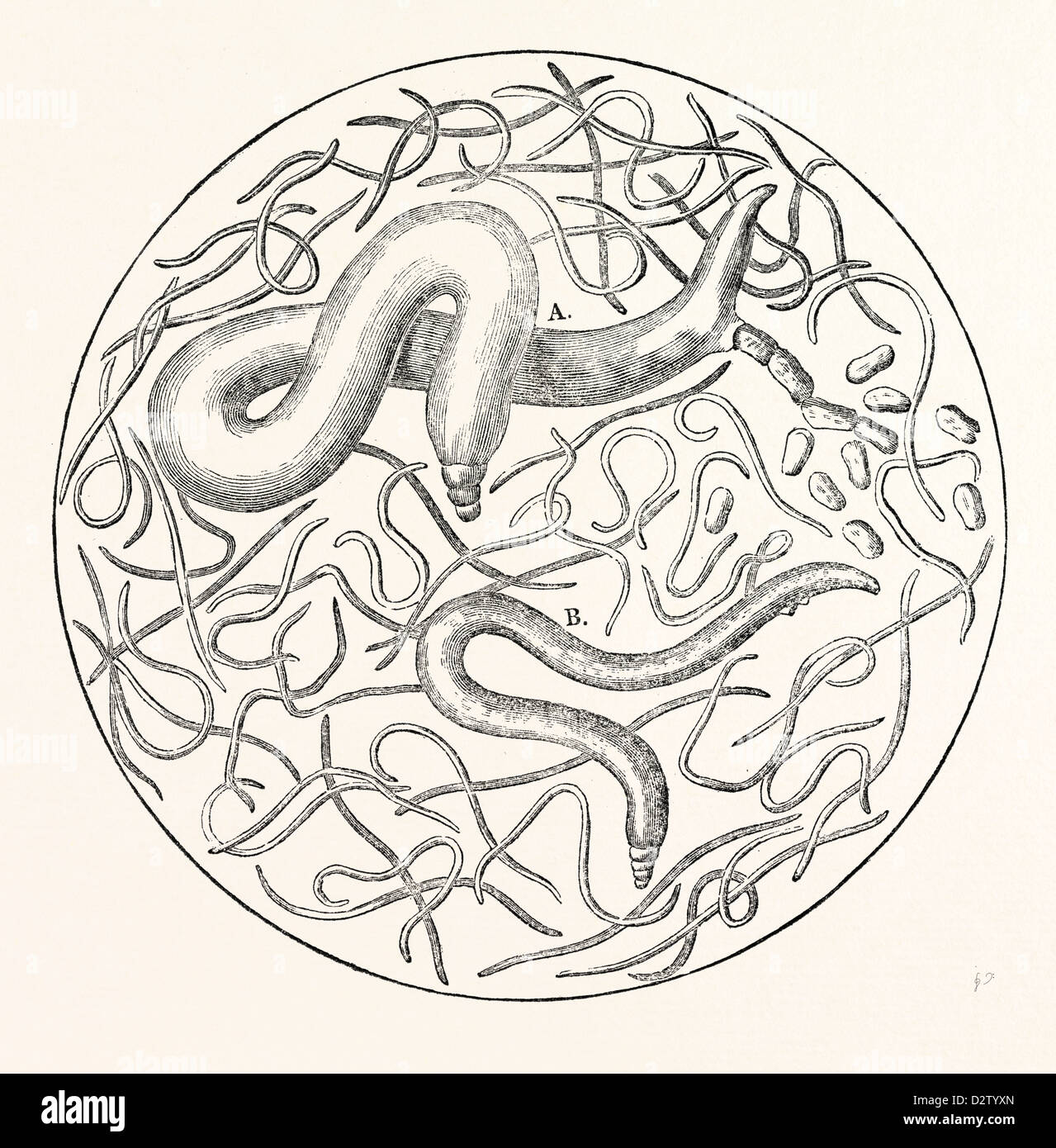 Grain worms vibrio tritici vintage hi-res stock photography and images ...