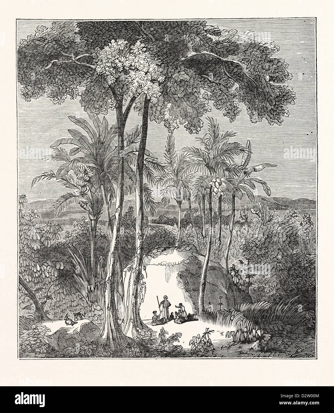 The Upas Tree Stock Photo - Alamy