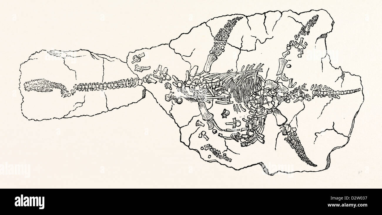 Plesiosaurus dolichodeirus hi-res stock photography and images - Alamy