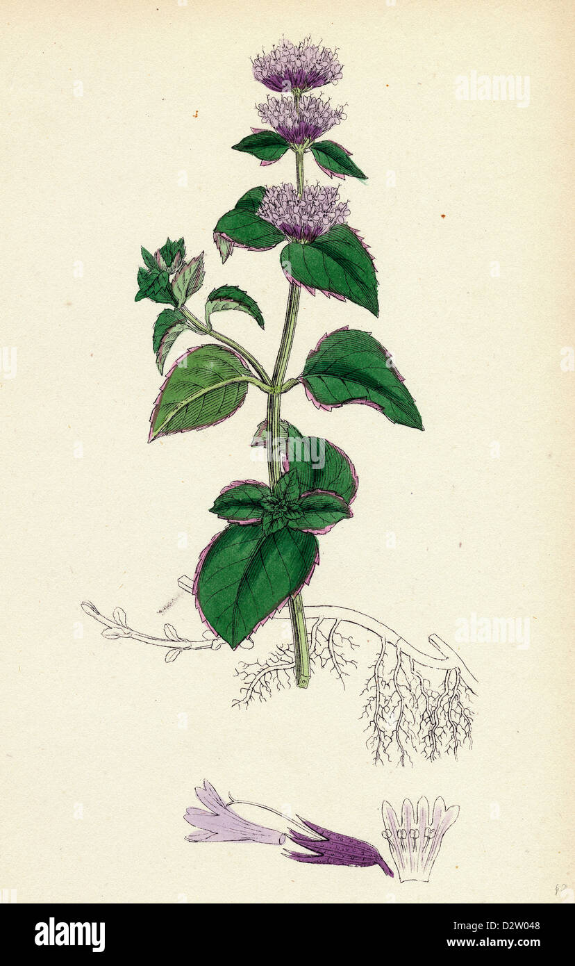 Mentha citrata Bergamot Mint Stock Photo - Alamy