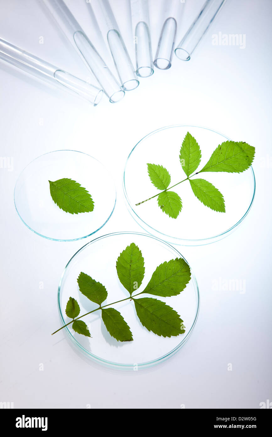 Plants in test tubes in laboratory Stock Photo - Alamy