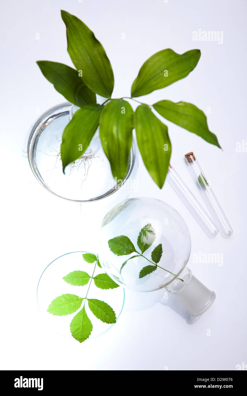 Plants in test tubes in laboratory Stock Photo - Alamy