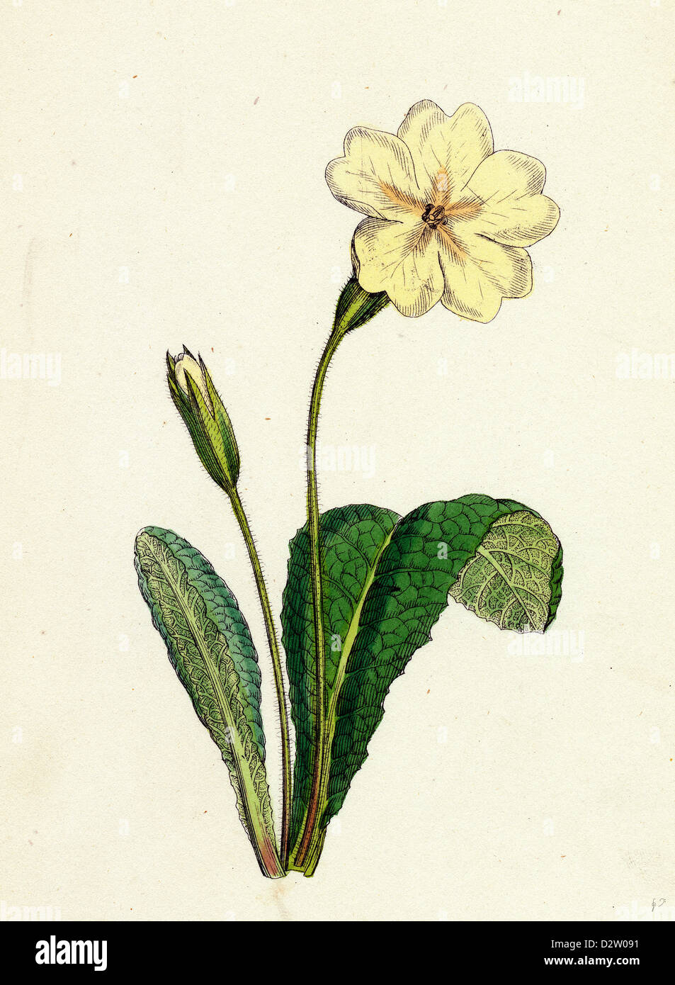 Primrose botanical illustration hi-res stock photography and images - Alamy