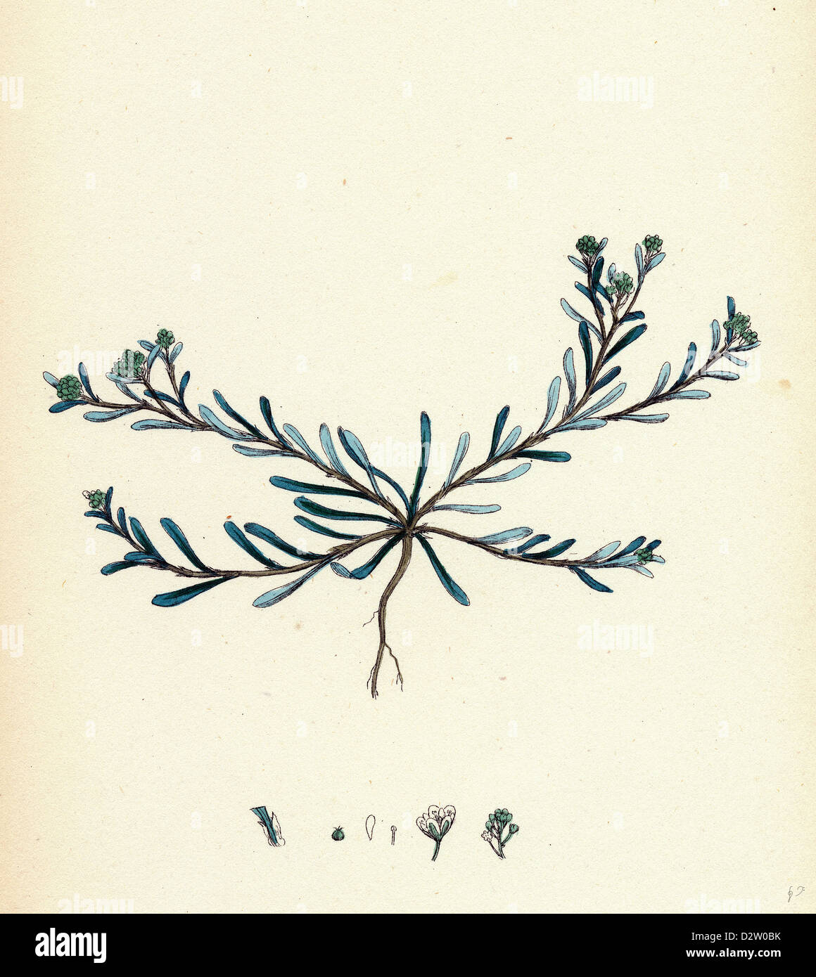 Corrigiola littoralis Sand Strap-wort Stock Photo - Alamy