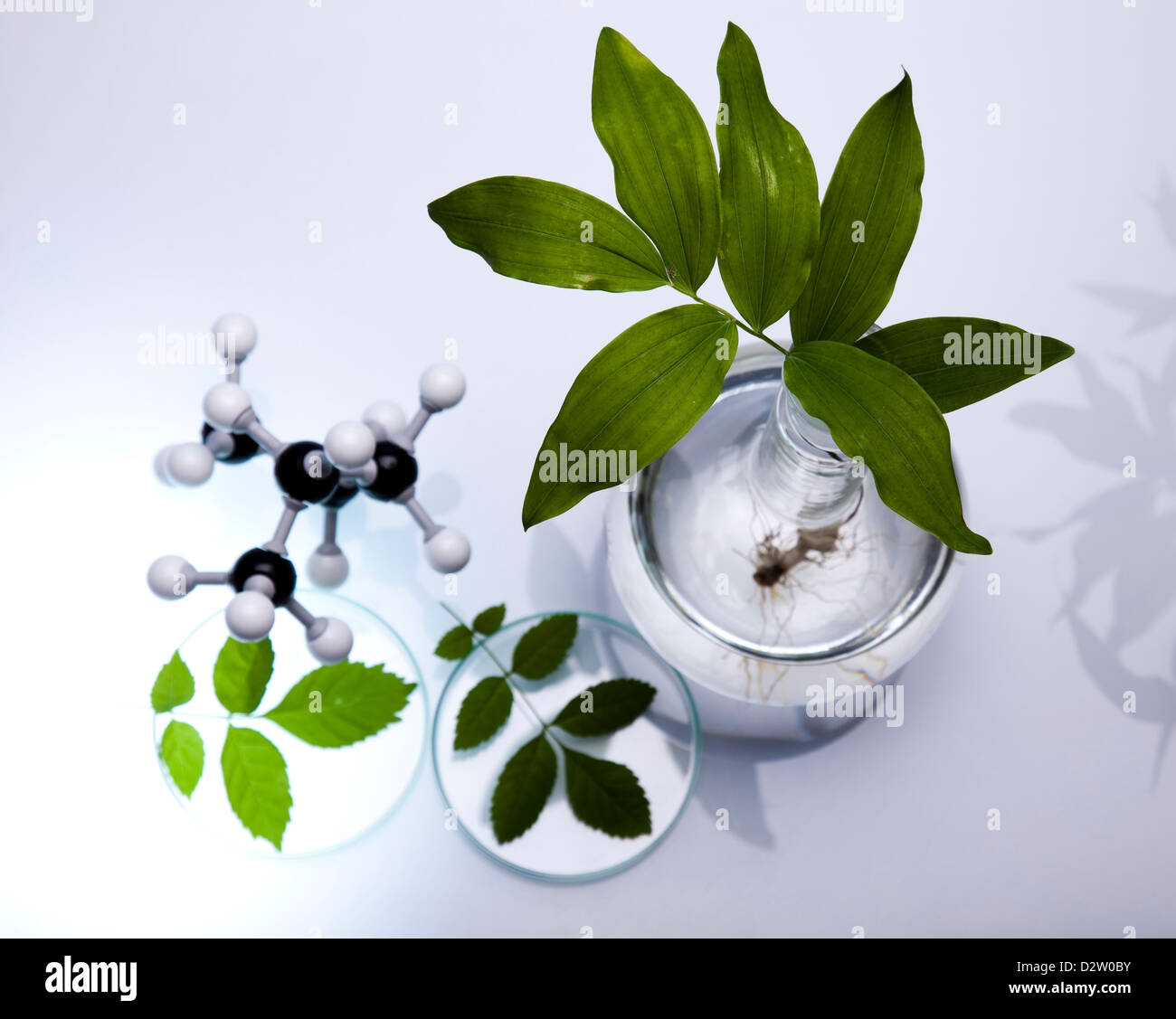 Plants in test tubes in laboratory Stock Photo - Alamy