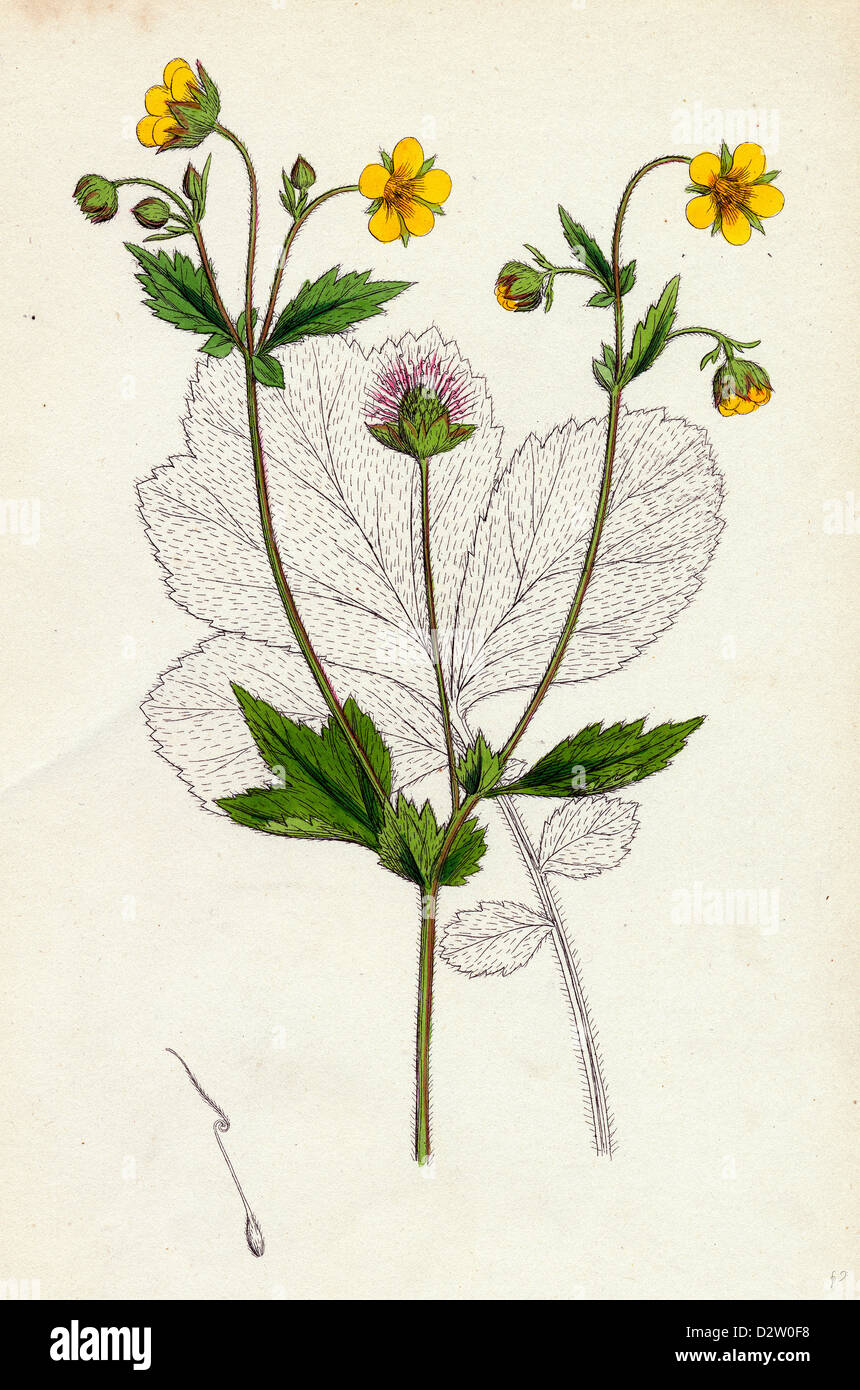 Geum intermedium Intermediate Avens Stock Photo - Alamy