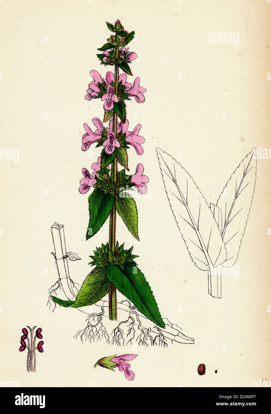 Stachys palustris Marsh Woundwort Stock Photo - Alamy