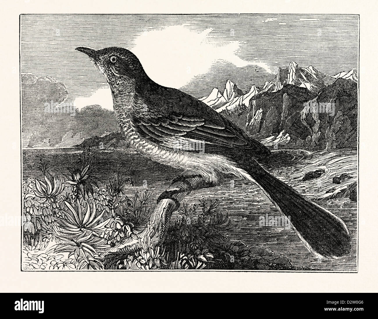 Mocking hi-res stock photography and images - Alamy