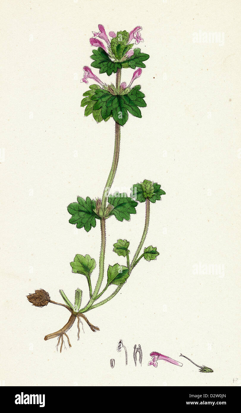 Lamium amplexicaule Henbit Dead-nettle Stock Photo - Alamy