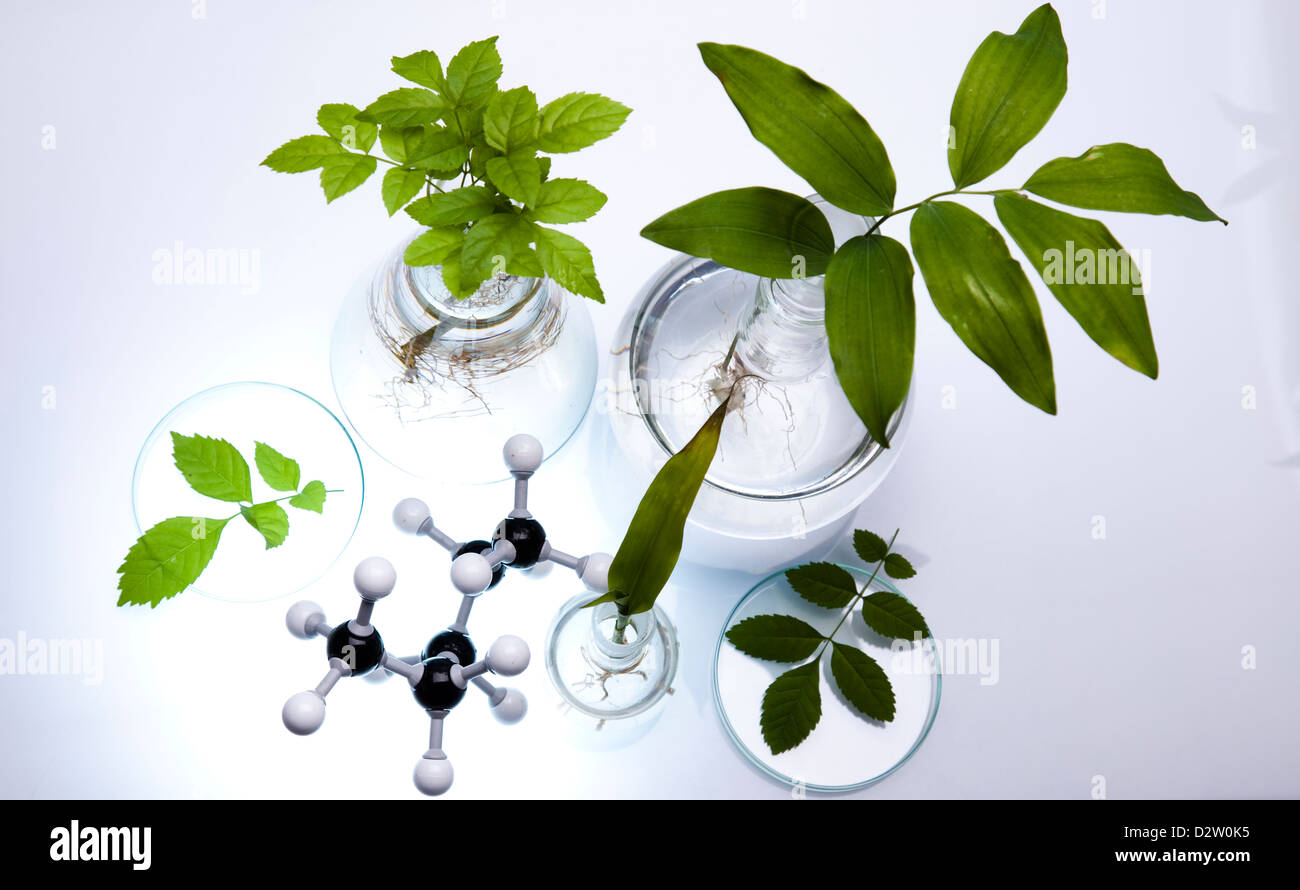 Experimenting with flora in laboratory Stock Photo - Alamy