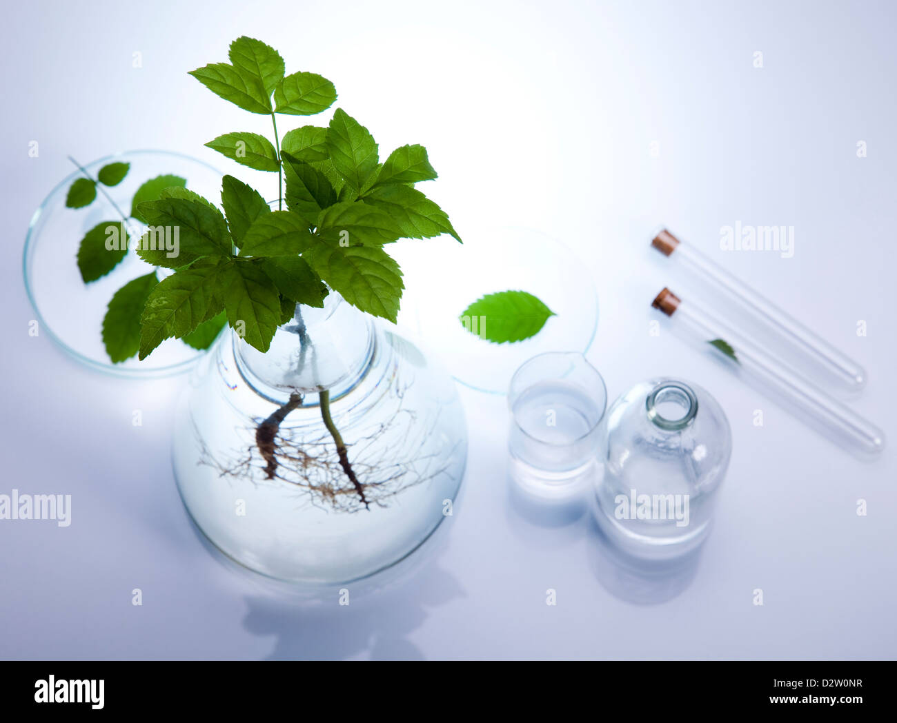 Floral science in blue laboratory Stock Photo - Alamy