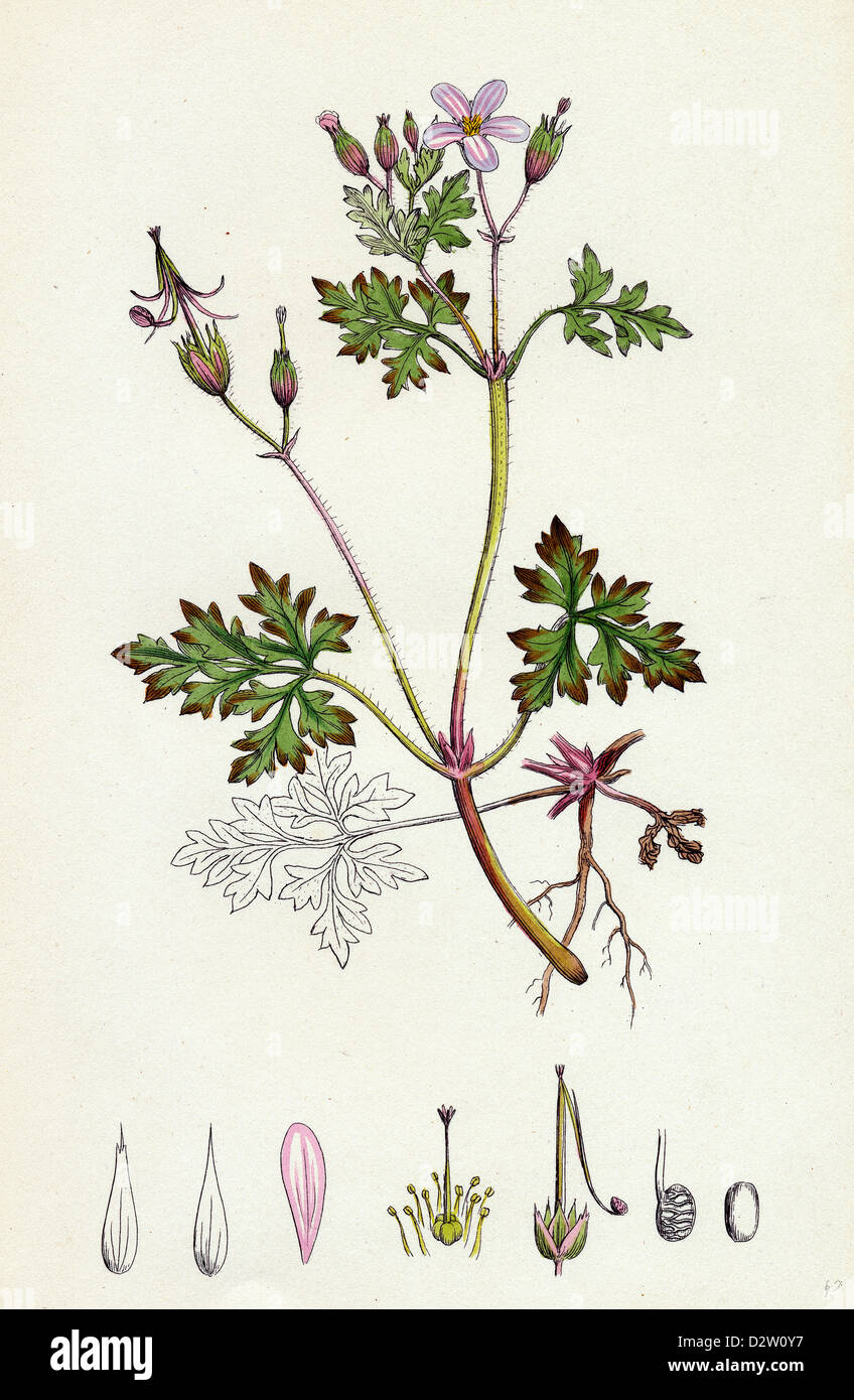 Geranium Robertianum Herb Robert Stock Photo - Alamy