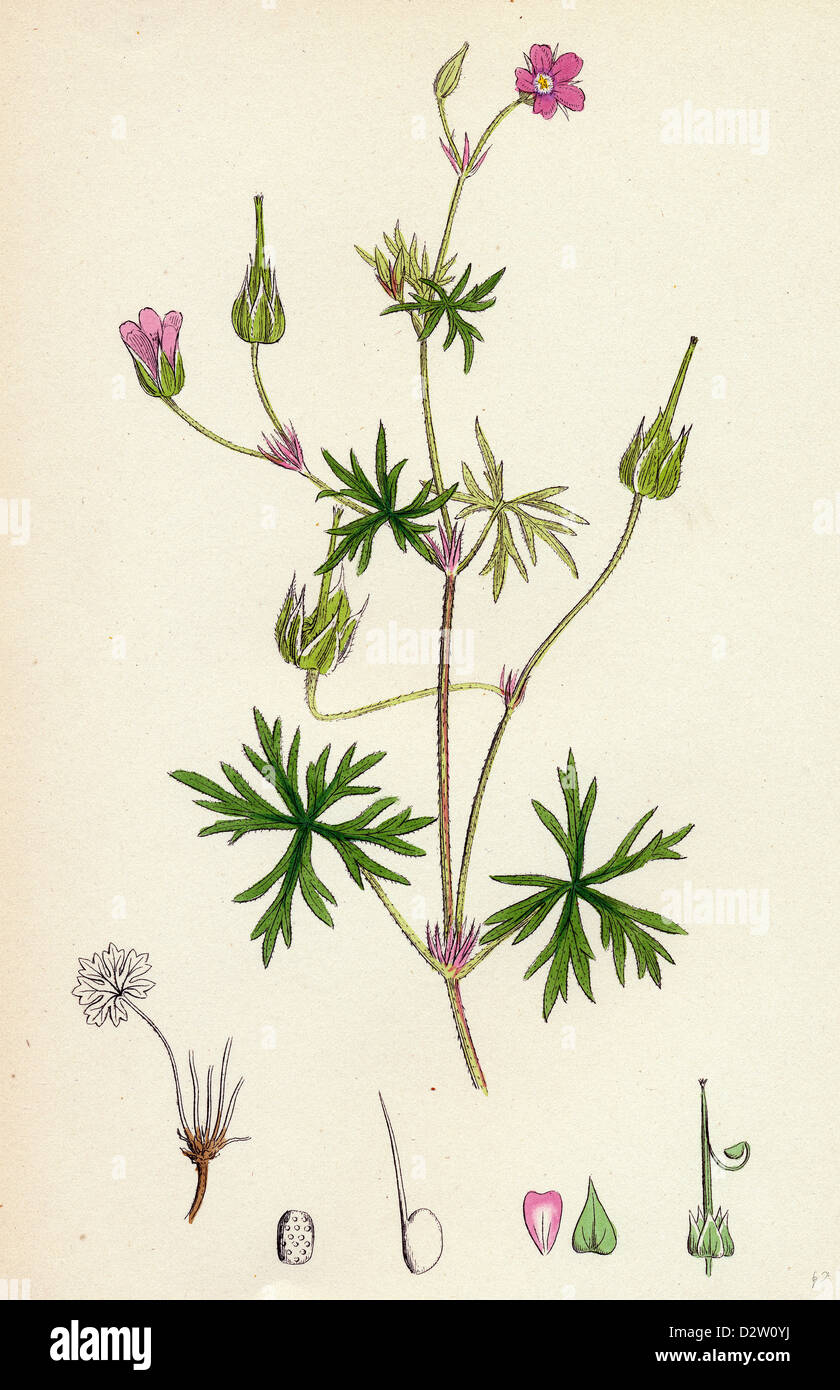 Geranium columbinum Long-stalked Crane's-bill Stock Photo - Alamy