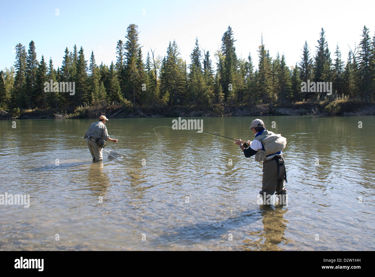 Teru Yamagishi plays a Brown trout on the Red Deer River in central ...