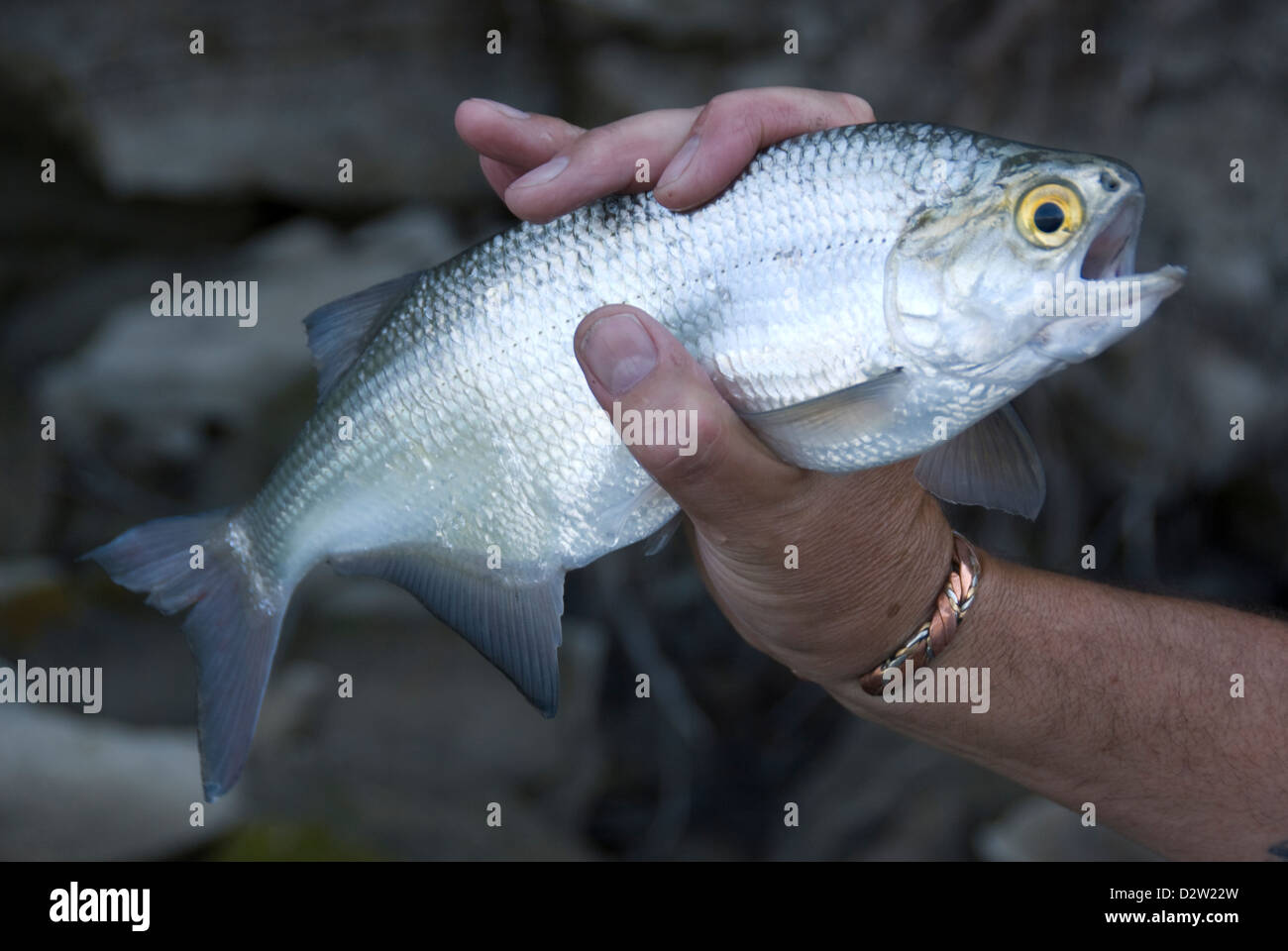 Smoked goldeye fish hi-res stock photography and images - Alamy
