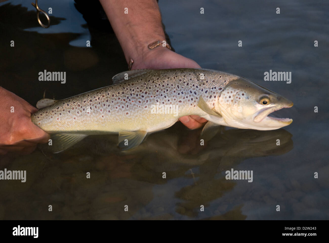 Trophy size Brown trout photographed before release on the Red Deer ...