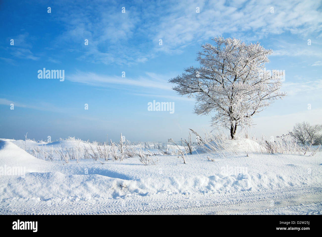 winter landscape with a lonely tree Stock Photo - Alamy