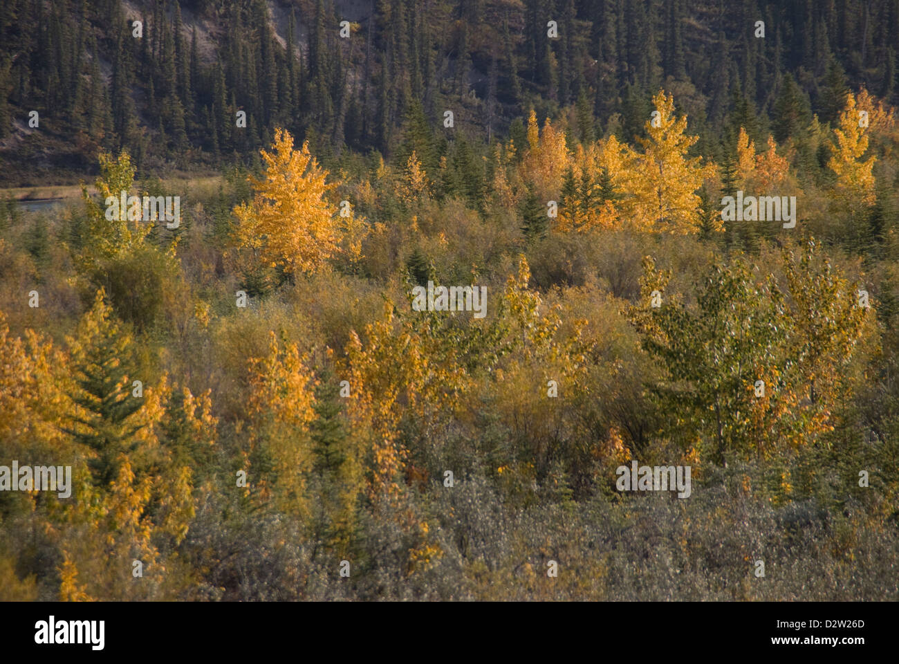 Fall color,The North Saskatchewan River in the foothills of the Canada ...