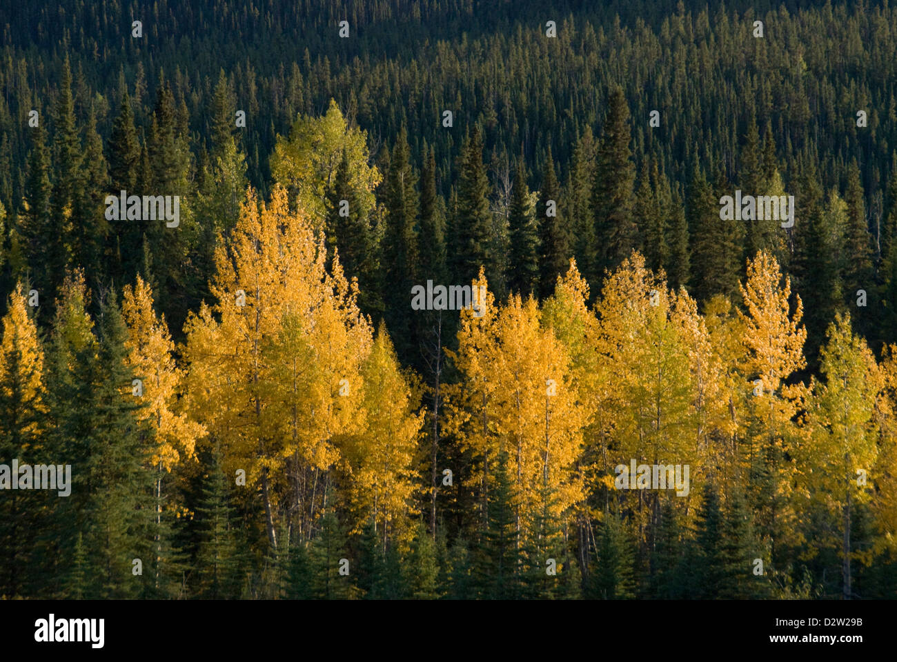 Fall color, Central Alberta,Canada Stock Photo - Alamy