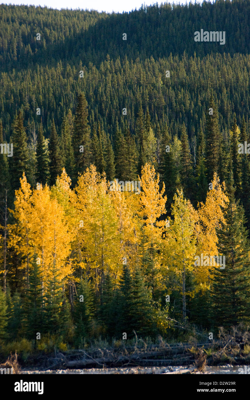 Fall color, Central Alberta,Canada Stock Photo - Alamy