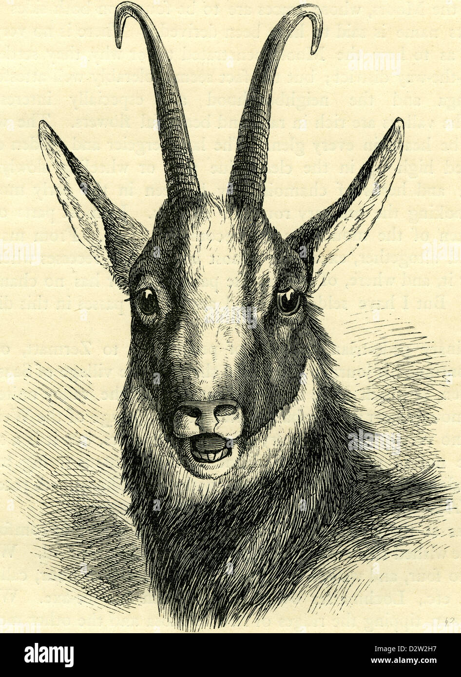 Chamois head hi-res stock photography and images - Alamy