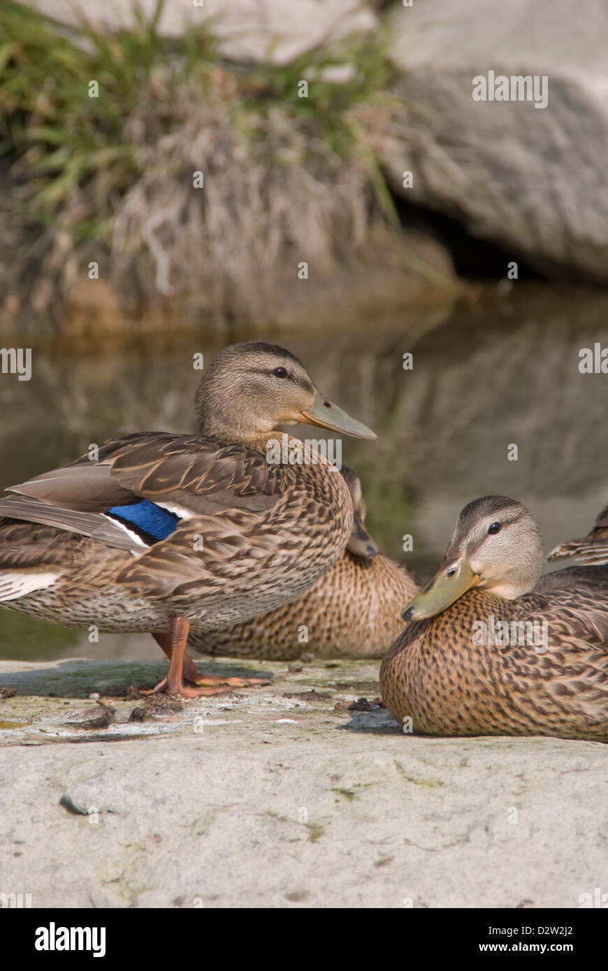 Family river ducks hi-res stock photography and images - Alamy