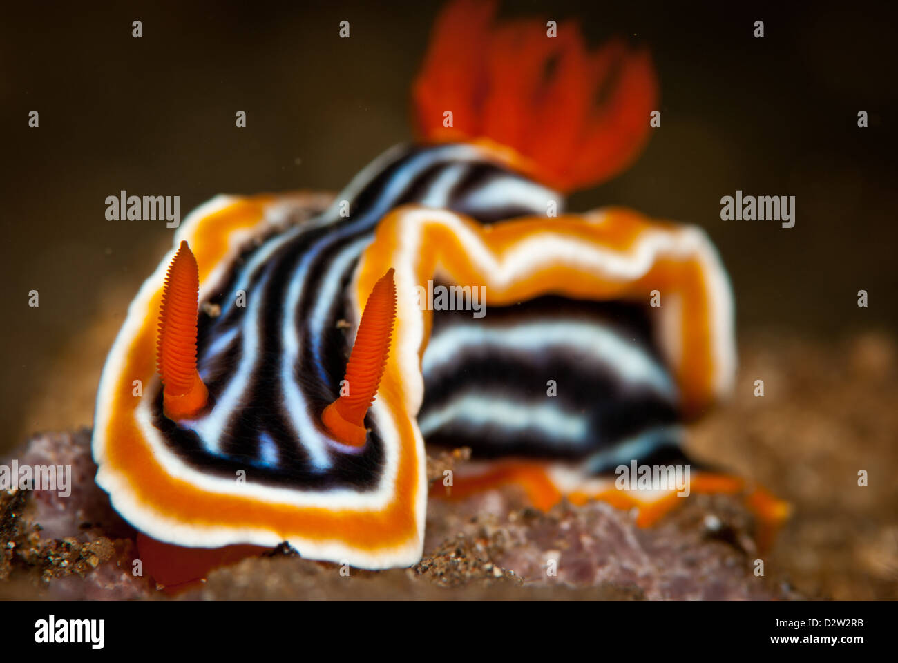 A magnificent Chromodoris Chromodoris Magnifica nudibranch sea slug ...