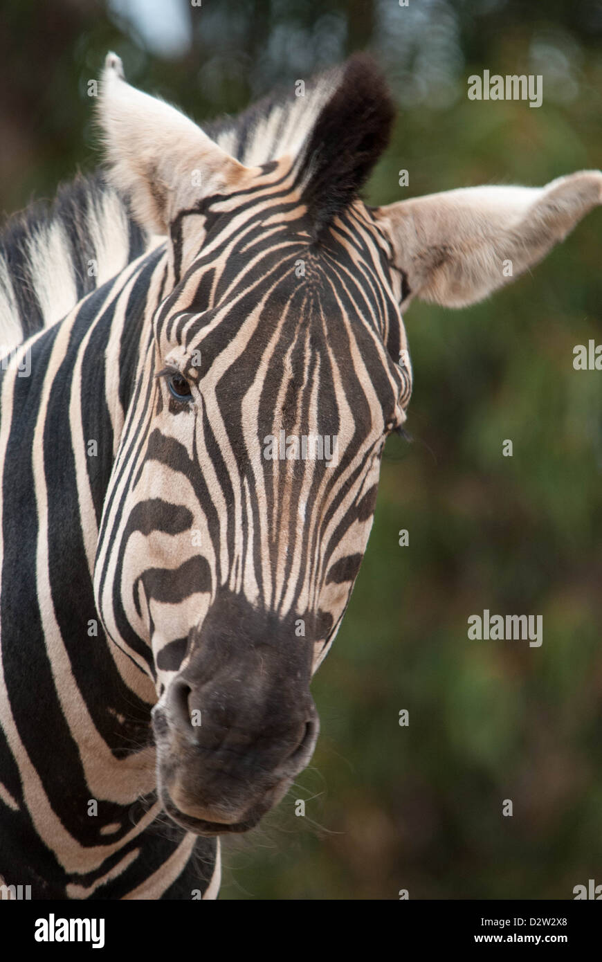 A close-up head-on image of a curious Zebra Stock Photo - Alamy