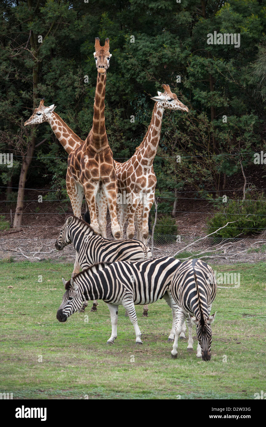 African savanna giraffes zebras hi-res stock photography and images - Alamy