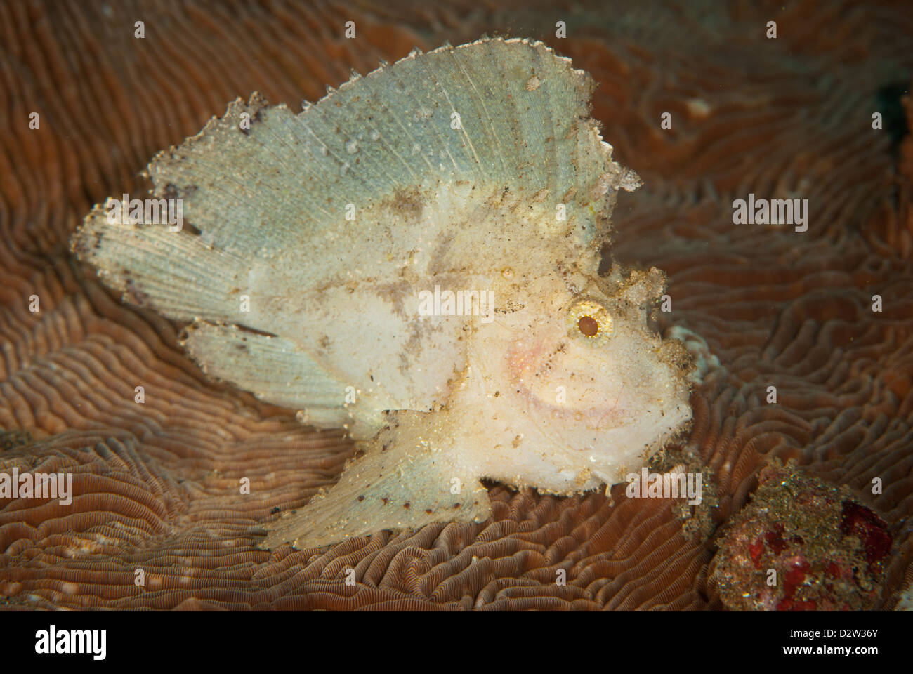 Leafish hi-res stock photography and images - Alamy