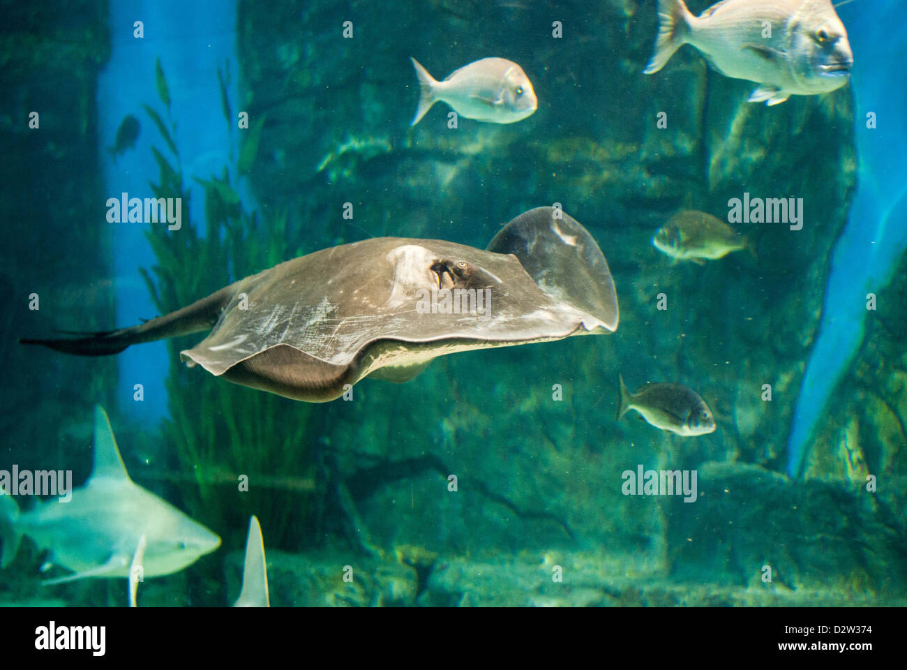 Stingray barb hi-res stock photography and images - Alamy