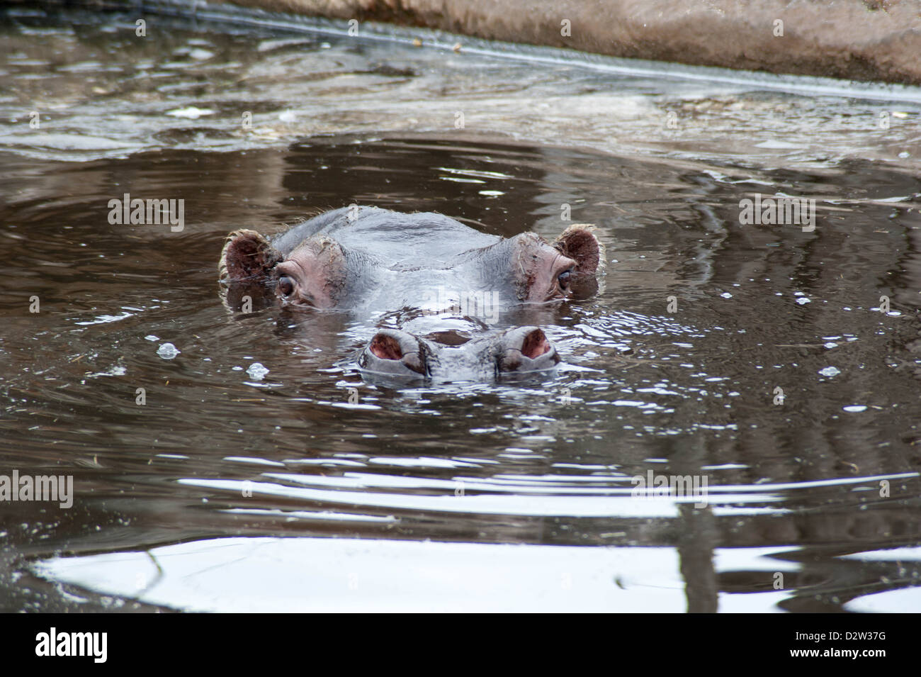 A curious hippo, mostly submerged, peering above the water Stock Photo ...