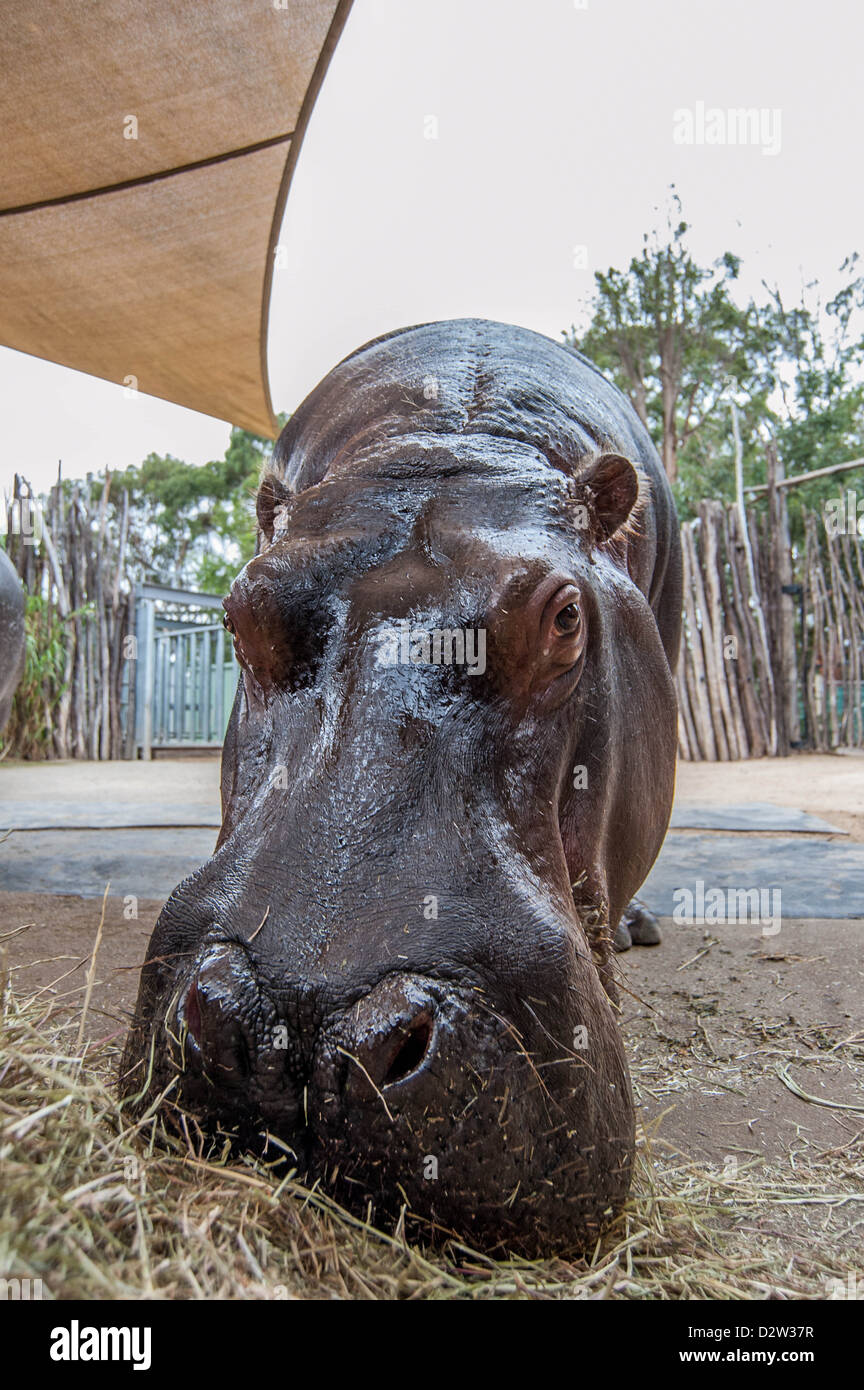 Hippo feeding hi-res stock photography and images - Alamy
