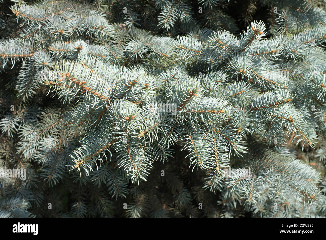 Fir tree crown hi-res stock photography and images - Alamy