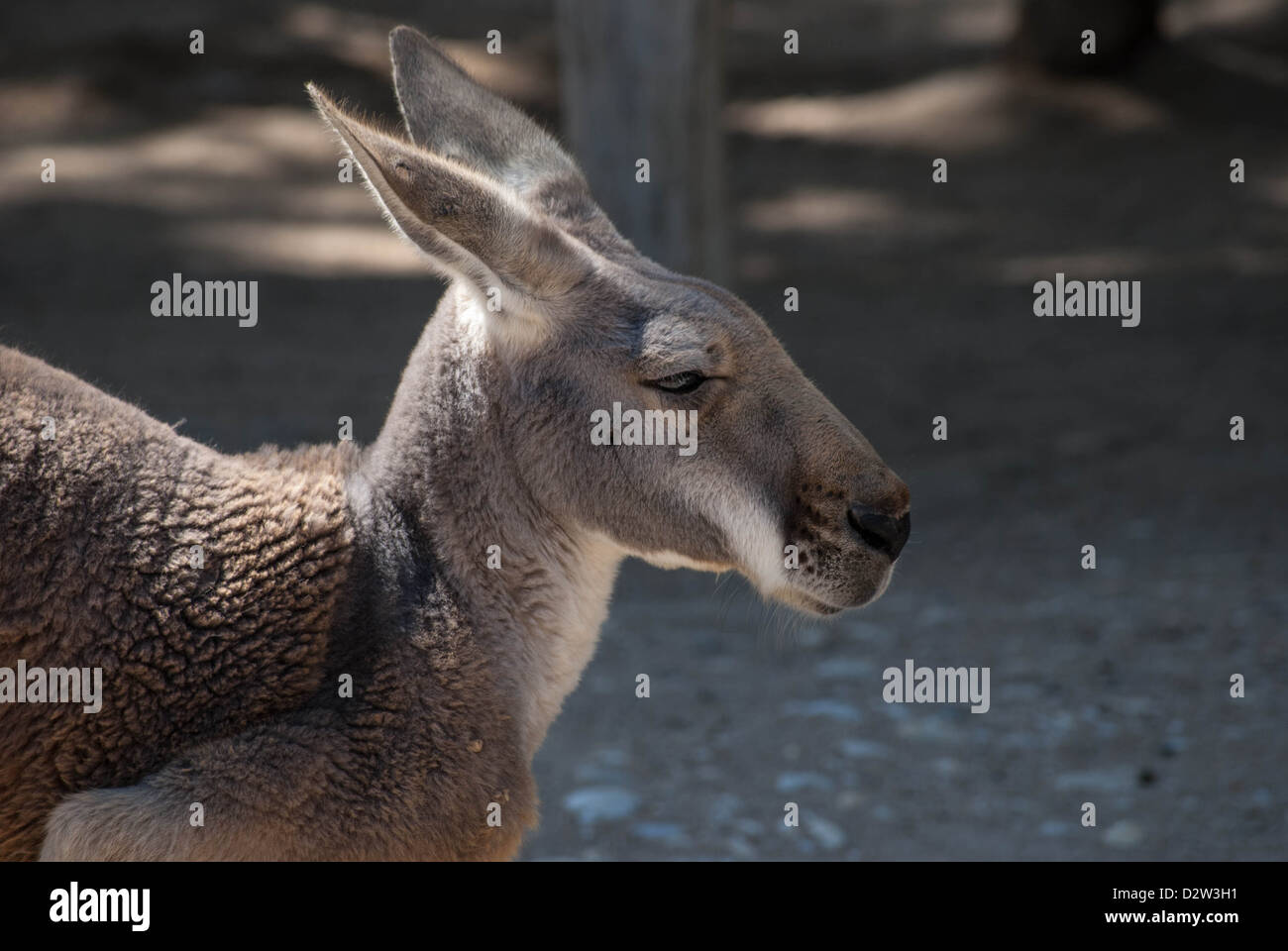 A closeup side view of a kangaroo showing the head and shoulders Stock ...
