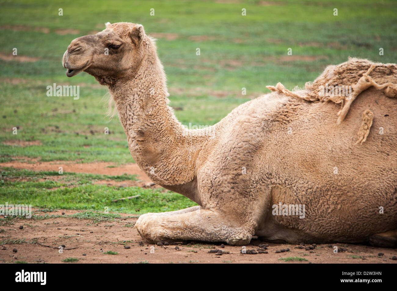 One hump camel hi-res stock photography and images - Alamy