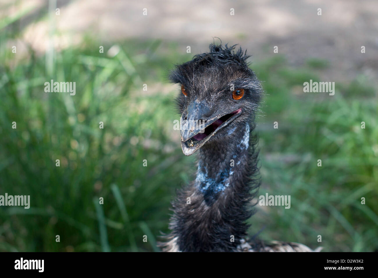 A portrait of an emu spotting something interesting Stock Photo - Alamy