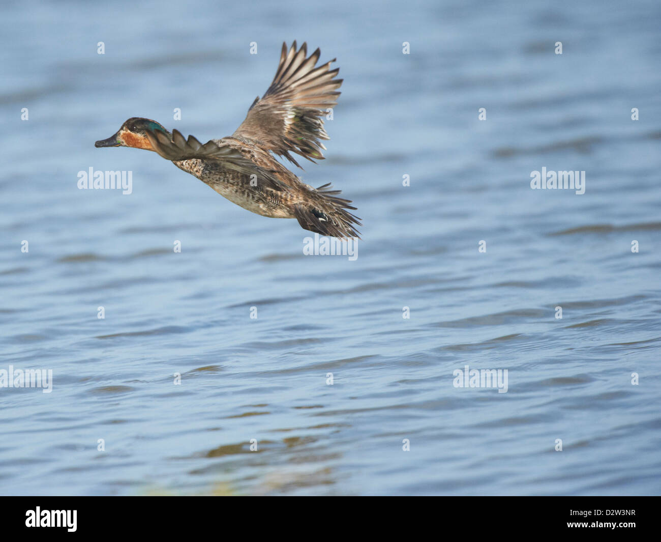 Teal in flight Stock Photo - Alamy