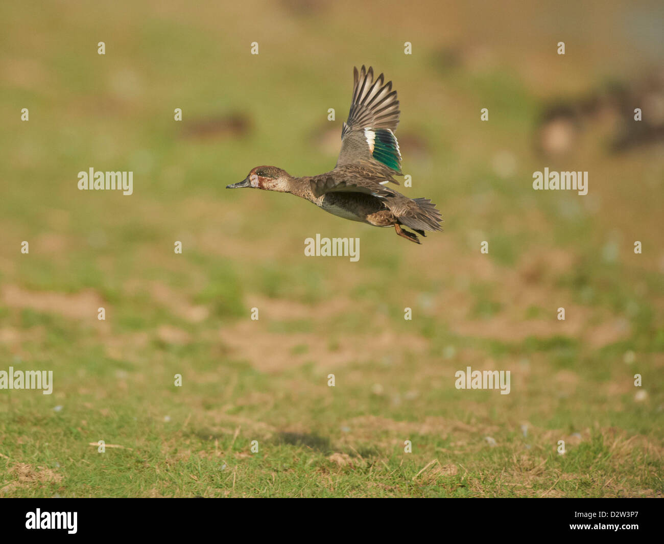 Teal in flight Stock Photo - Alamy