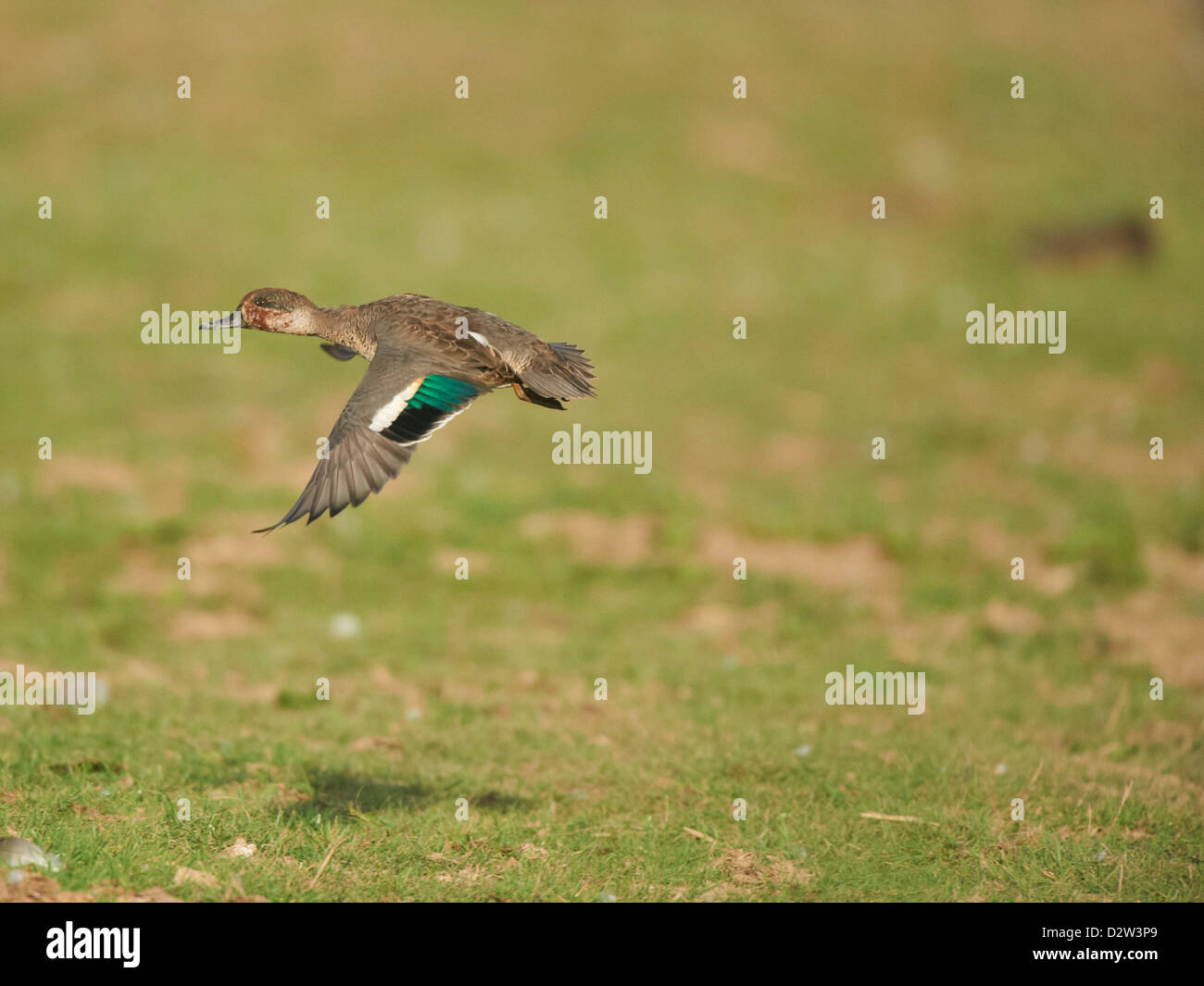 Teal in flight Stock Photo - Alamy