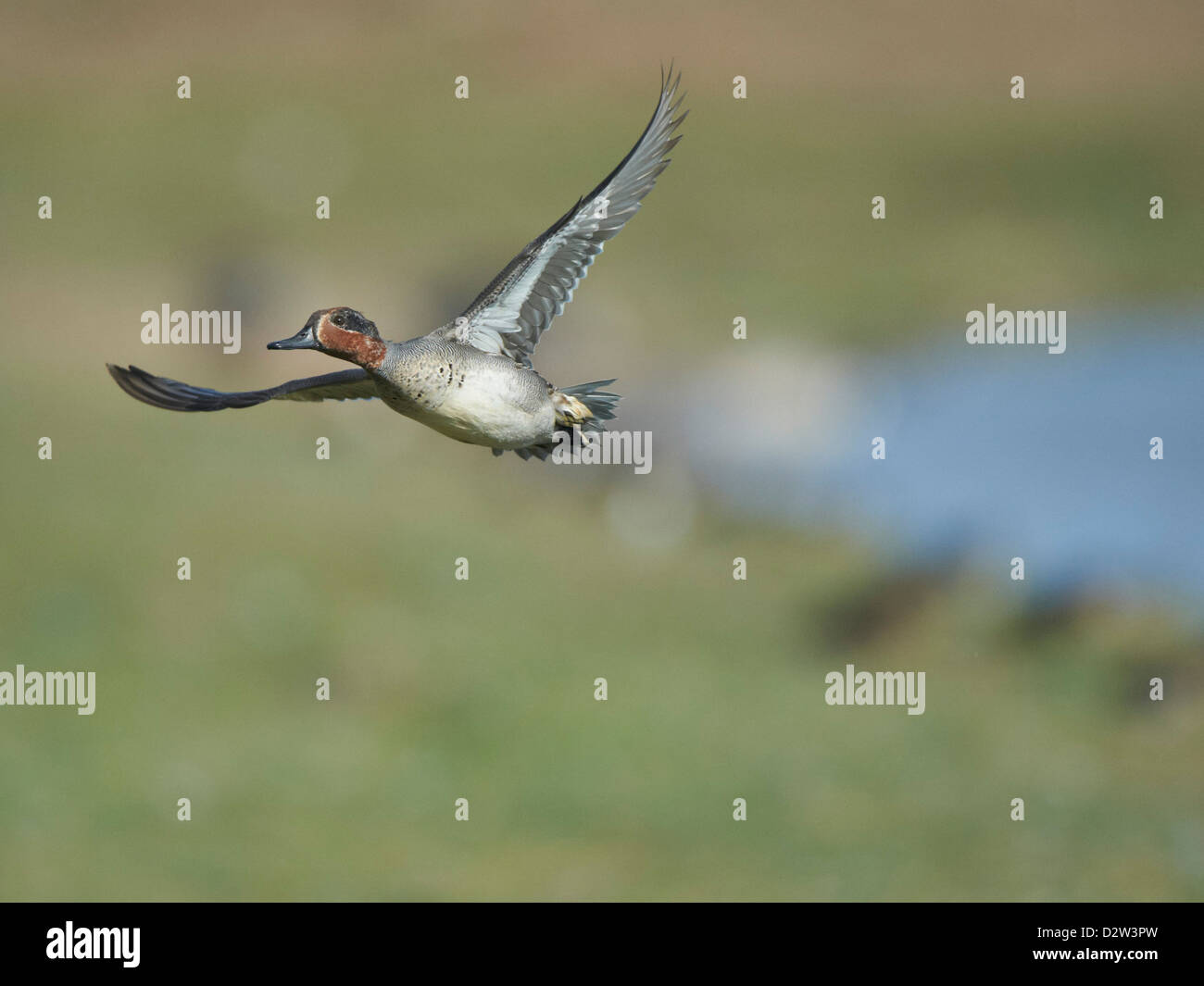 Teal in flight Stock Photo - Alamy