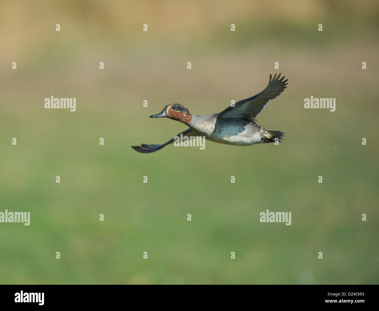 Teal in flight Stock Photo - Alamy