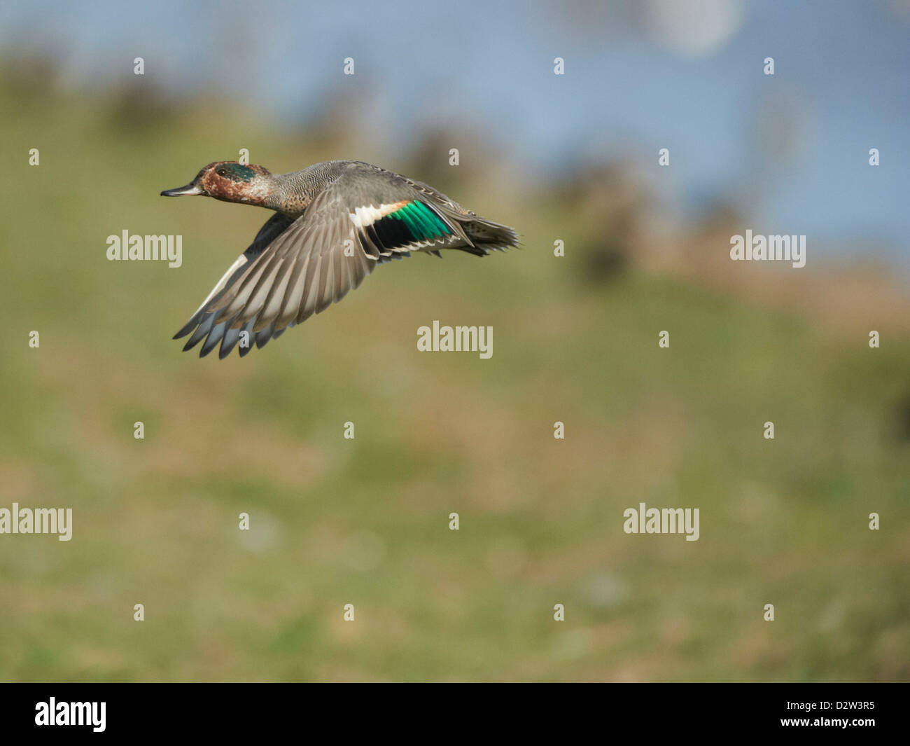 Teal In Flight High Resolution Stock Photography and Images - Alamy