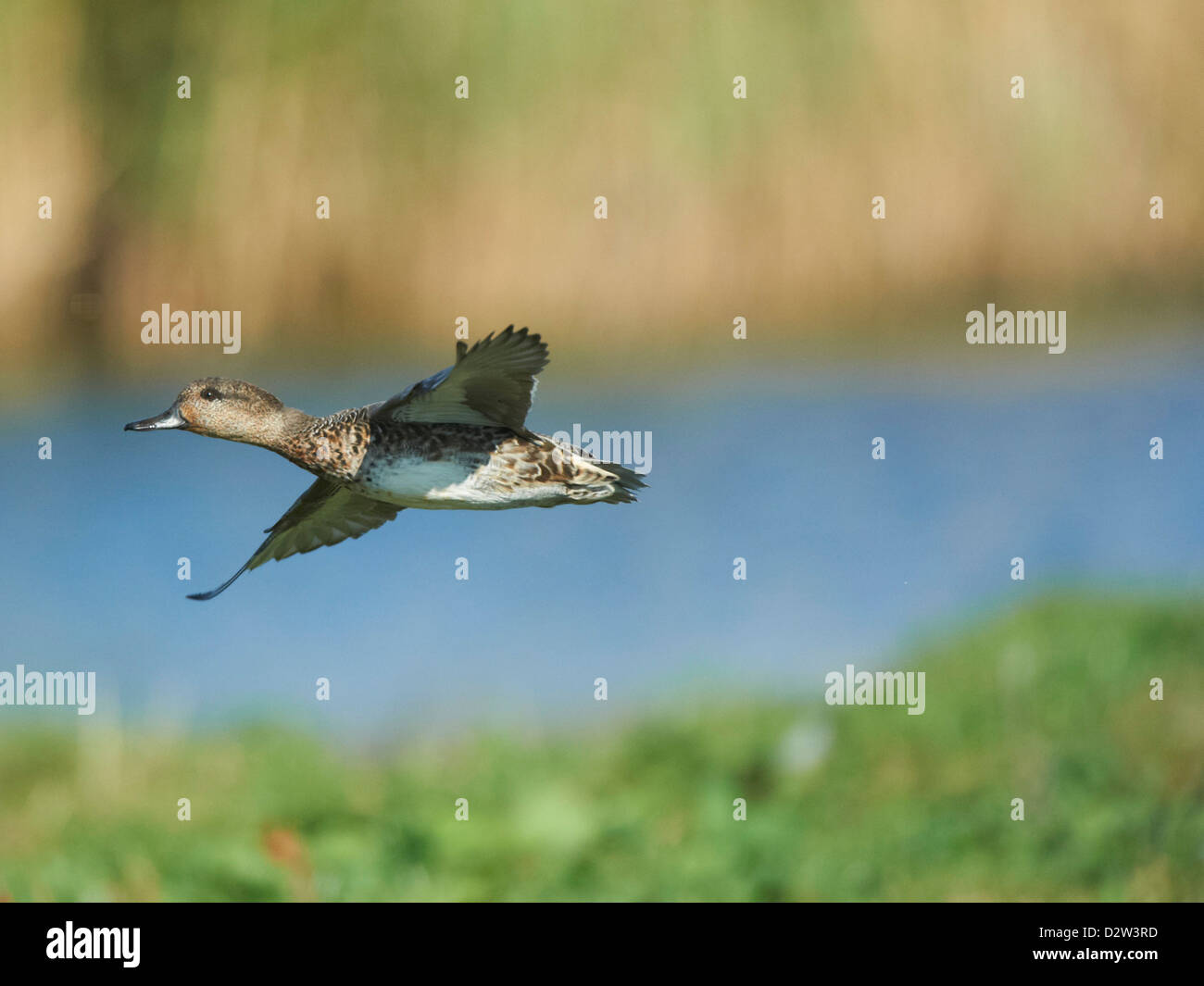 Teal in flight Stock Photo - Alamy
