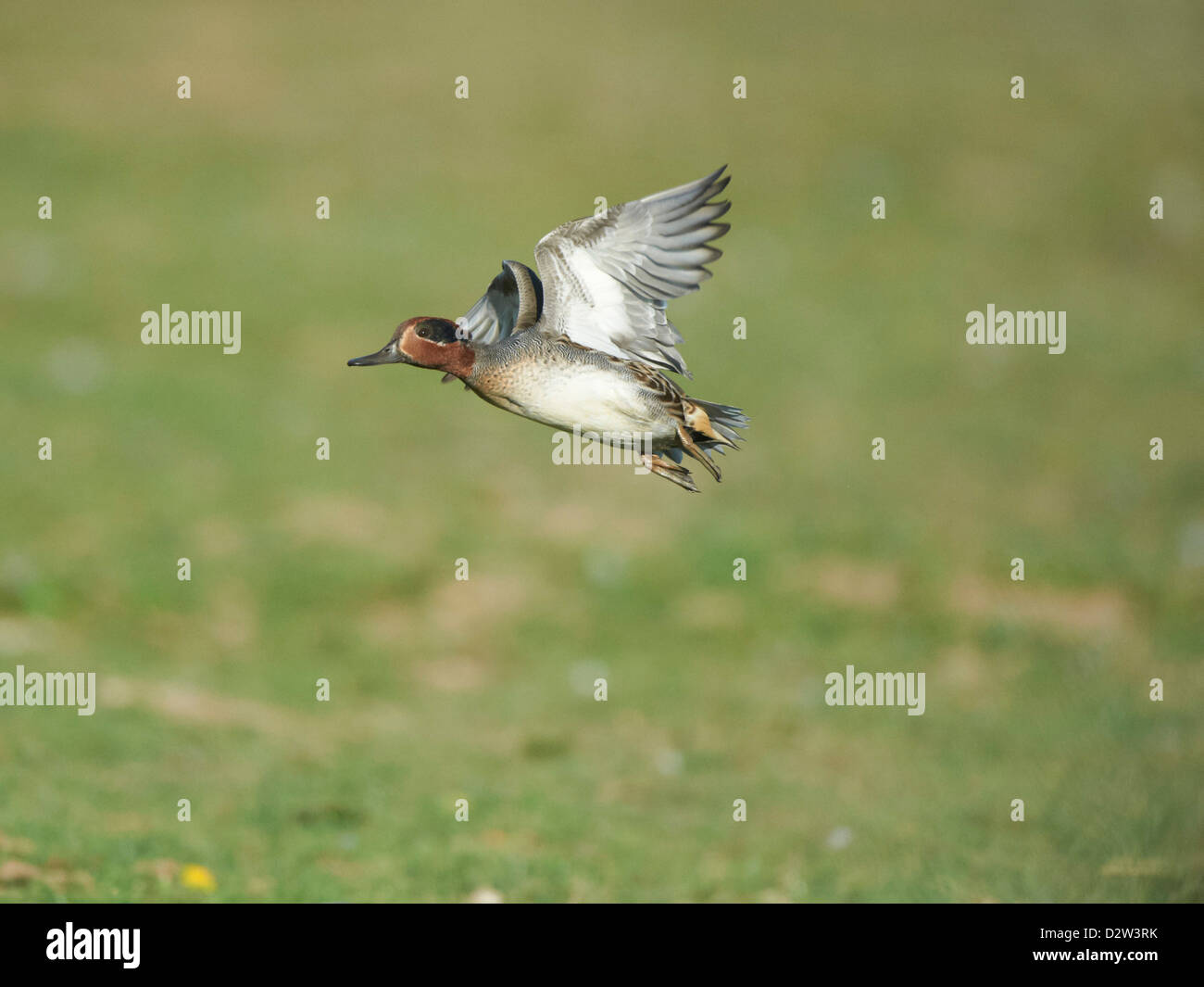Teal in flight Stock Photo - Alamy