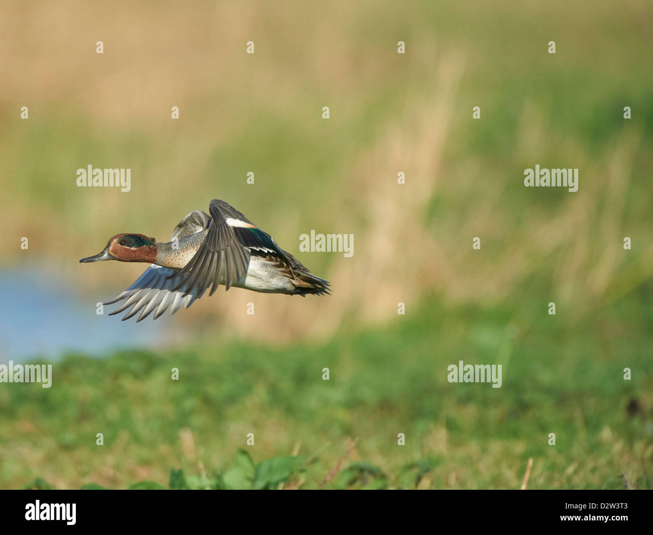Teal in flight Stock Photo - Alamy