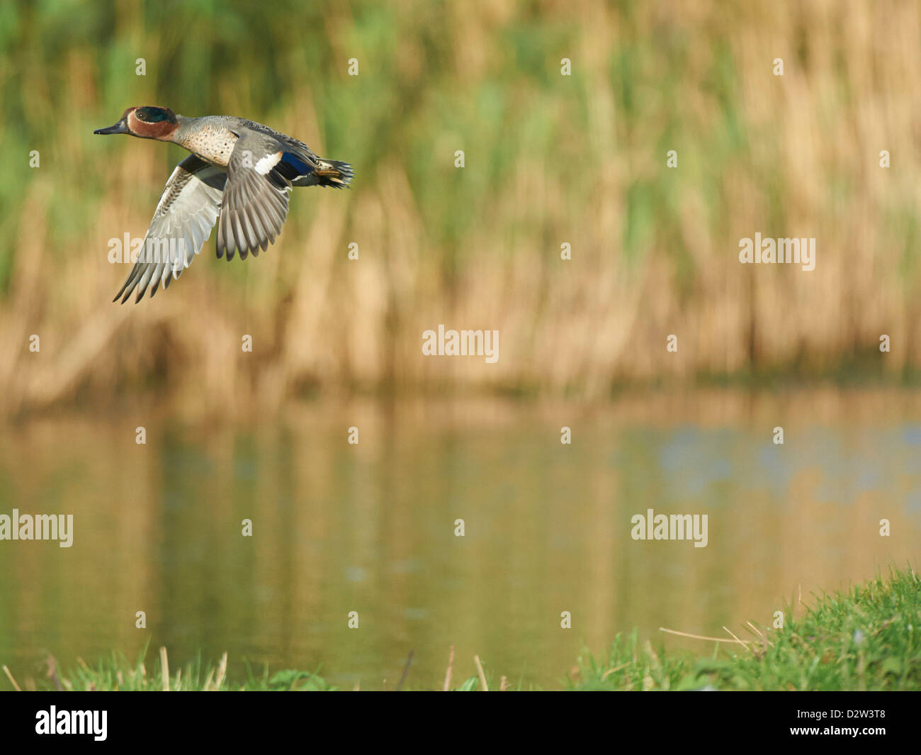 Teal in flight Stock Photo - Alamy