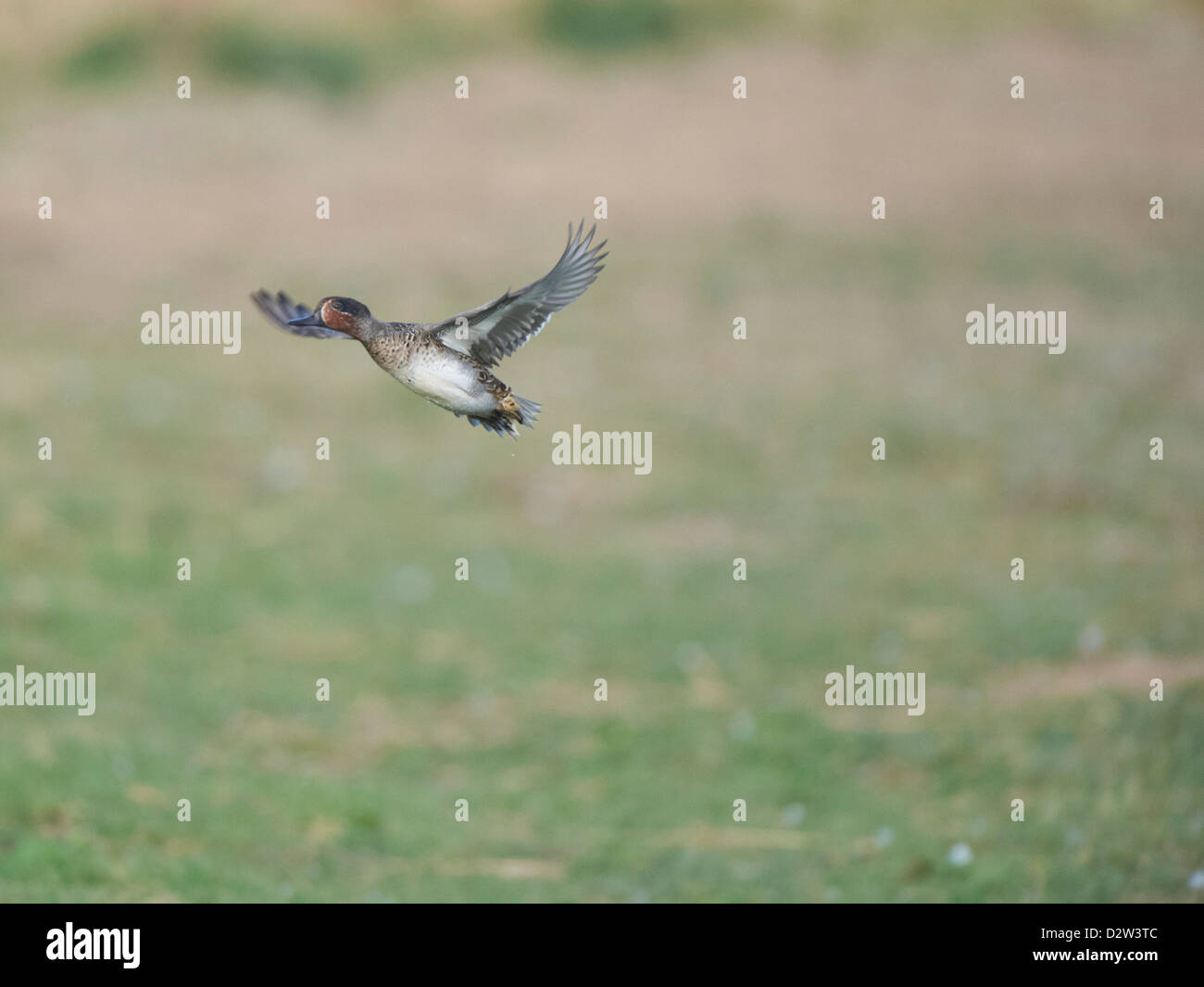 Teal in flight Stock Photo - Alamy