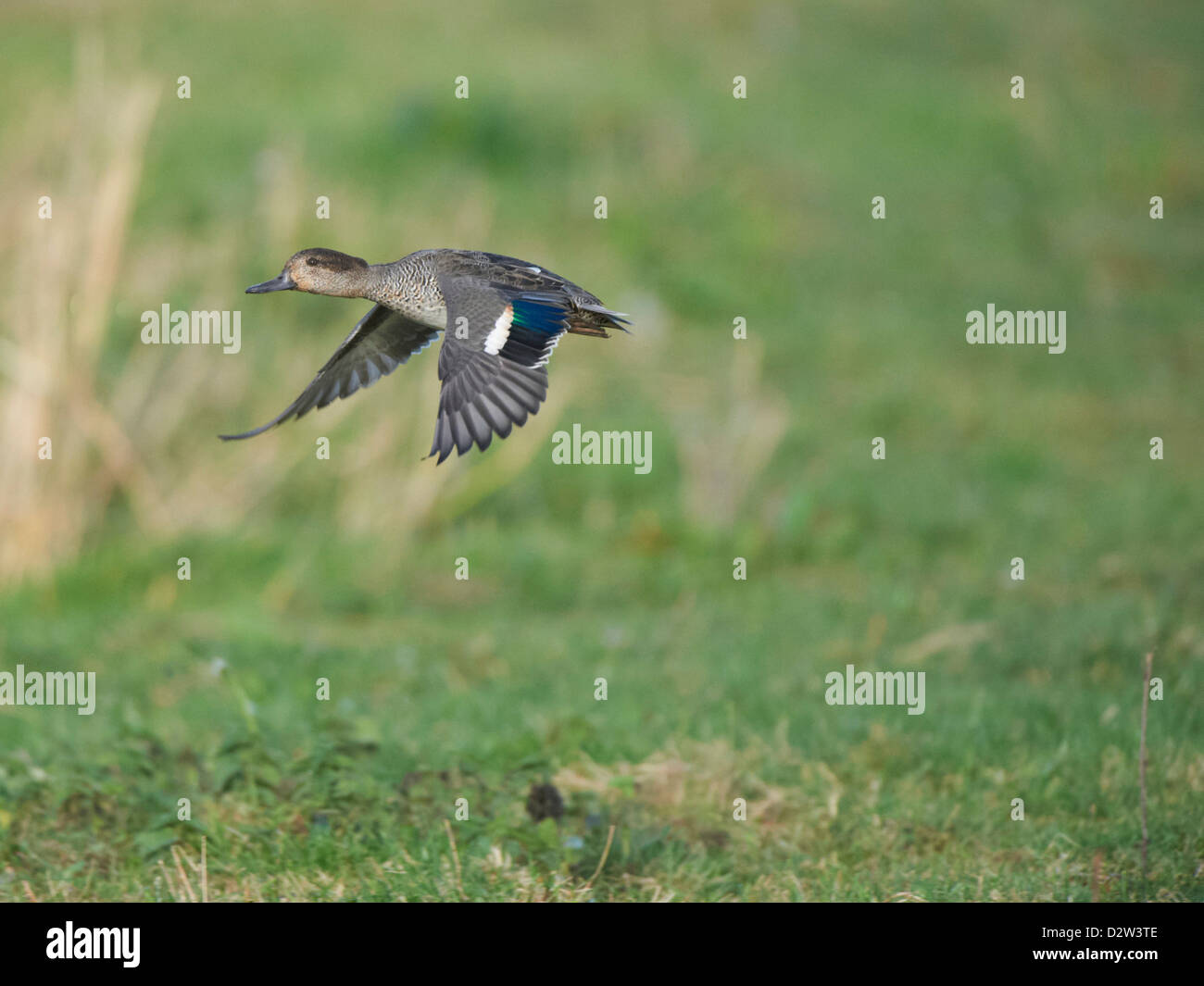 Teal in flight Stock Photo - Alamy